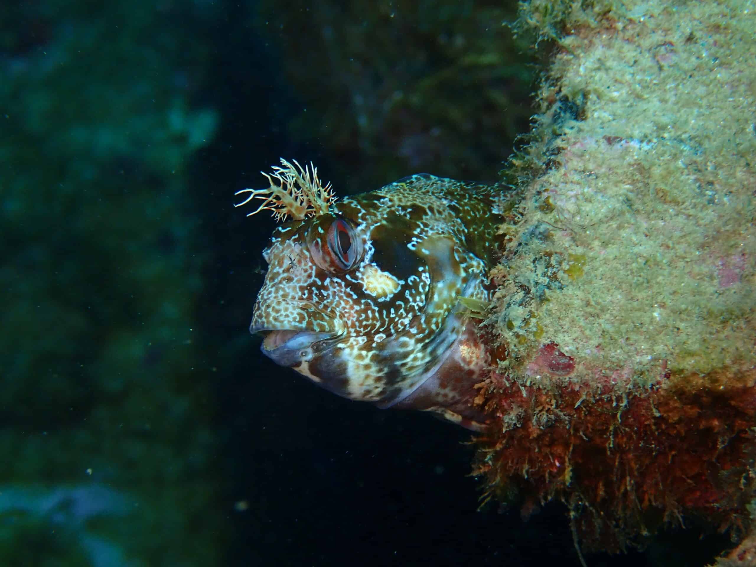 Ocean Ecostructures levanta tres millones de euros