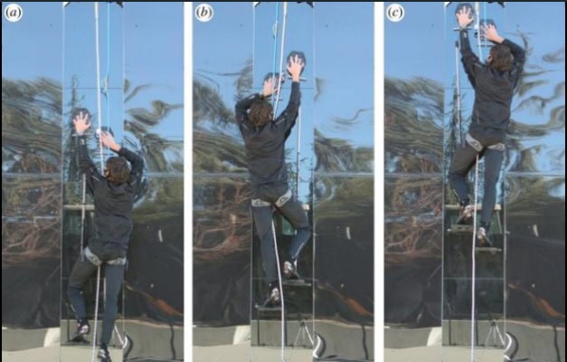 Una nueva tecnología permite trepar y subir paredes - El Referente